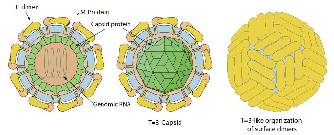 Scientists reveal Zika virus structure - Social News XYZ