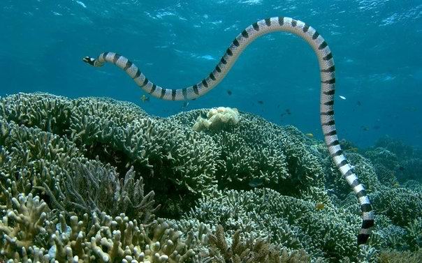 Sea snakes have extra sense to 'feel' movement in water - Social News XYZ