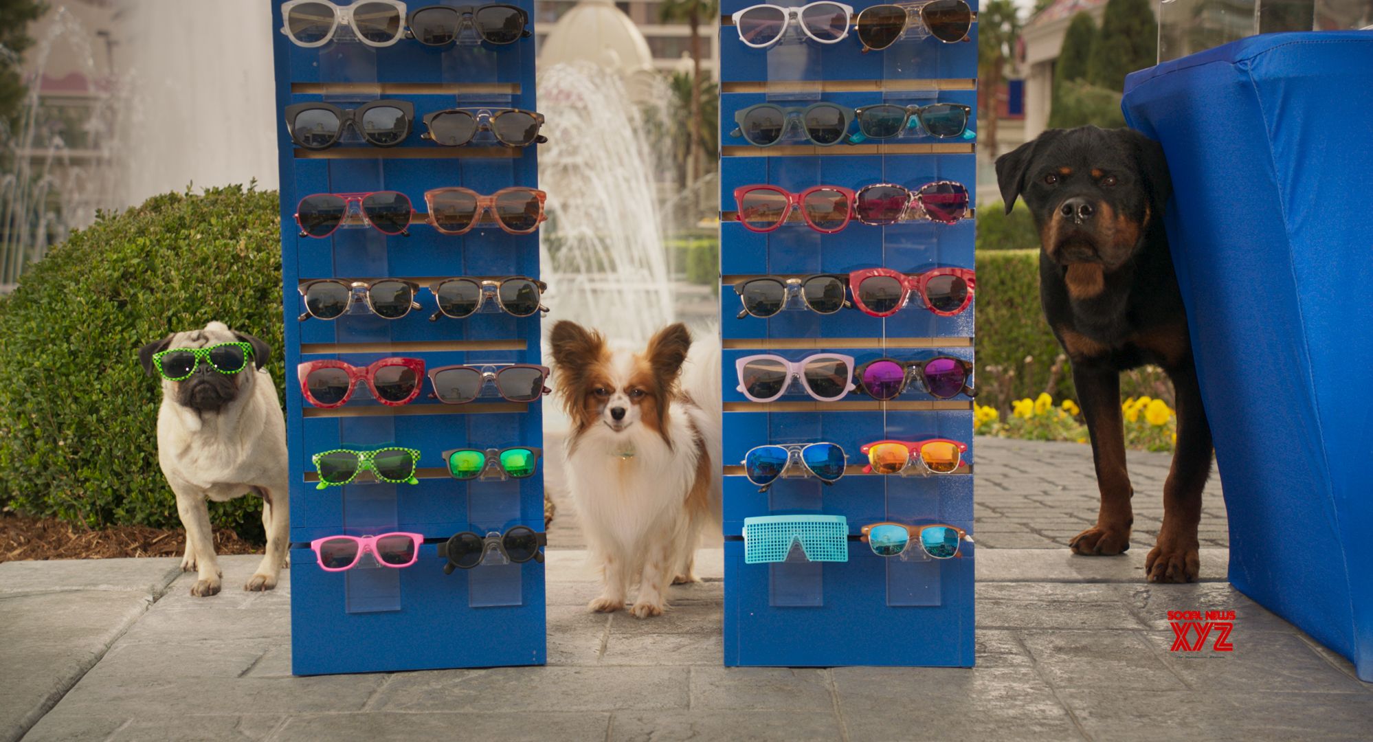 Show Dogs Movie Stills - Social News XYZ