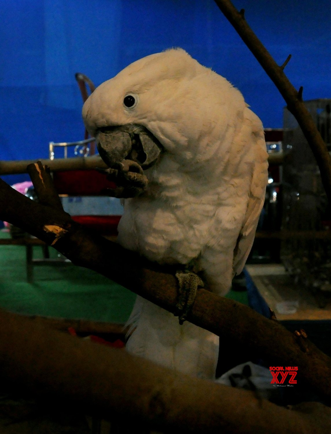 Kolkata: Bird Show #Gallery - Social News XYZ