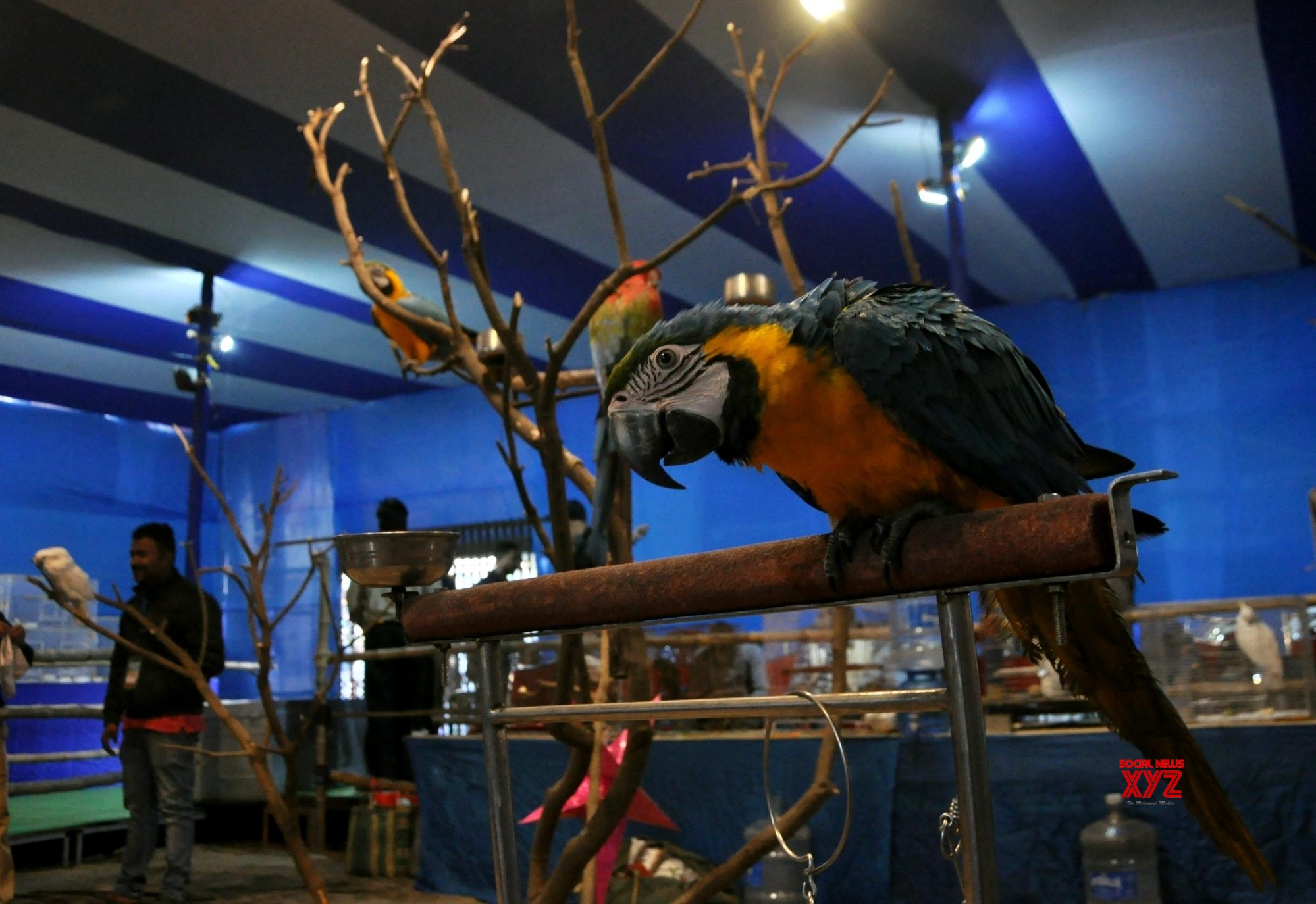 Kolkata: Bird Show #Gallery - Social News XYZ