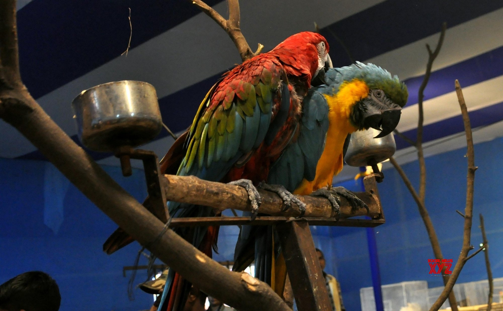 Kolkata: Bird Show #Gallery - Social News XYZ