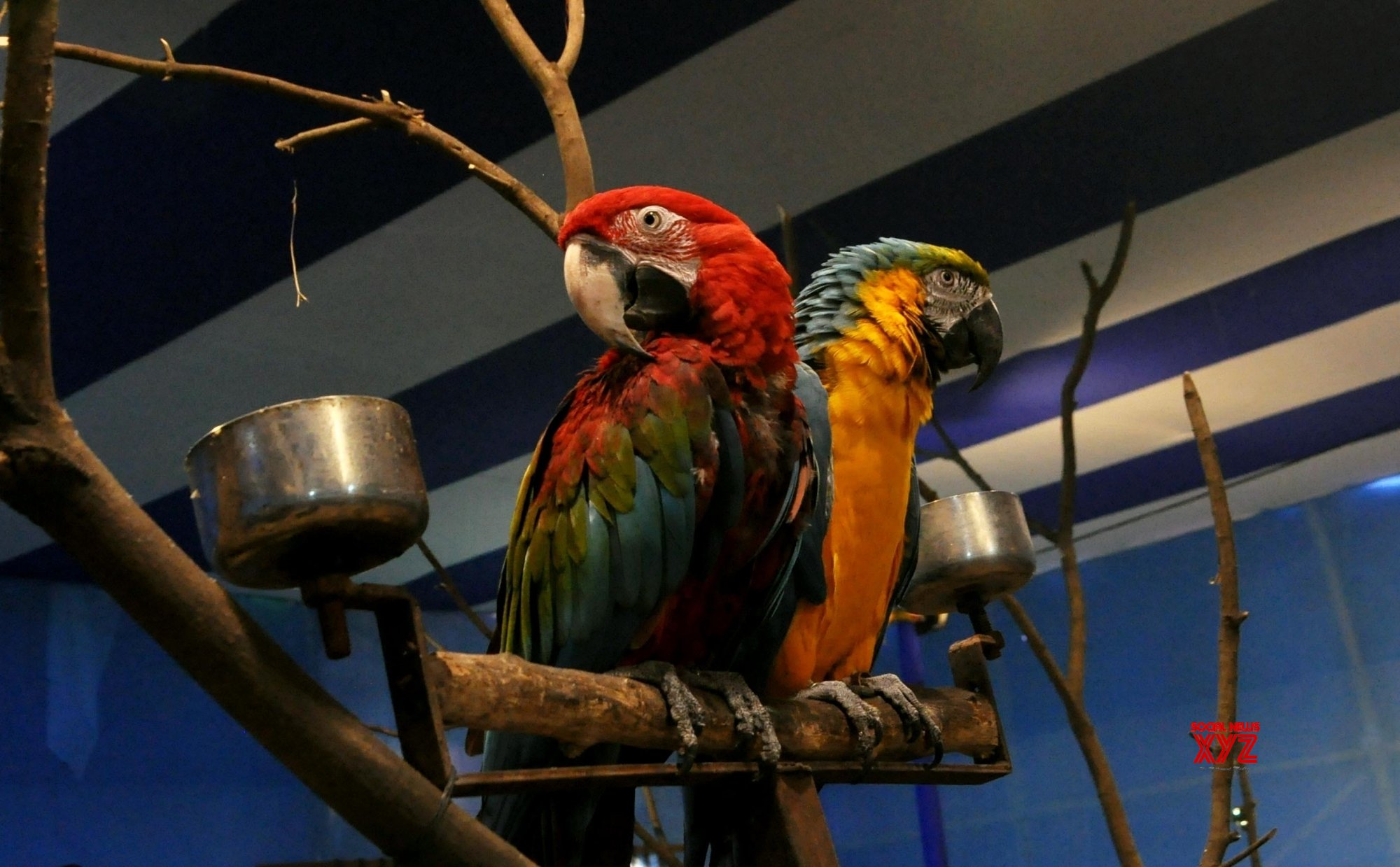 Kolkata: Bird Show #Gallery - Social News XYZ