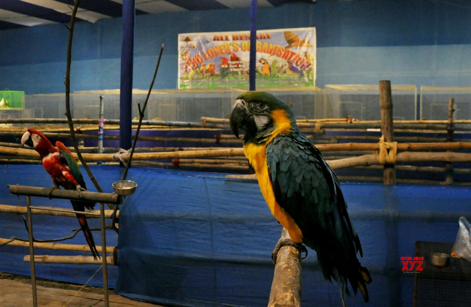 Kolkata: Bird Show #Gallery - Social News XYZ