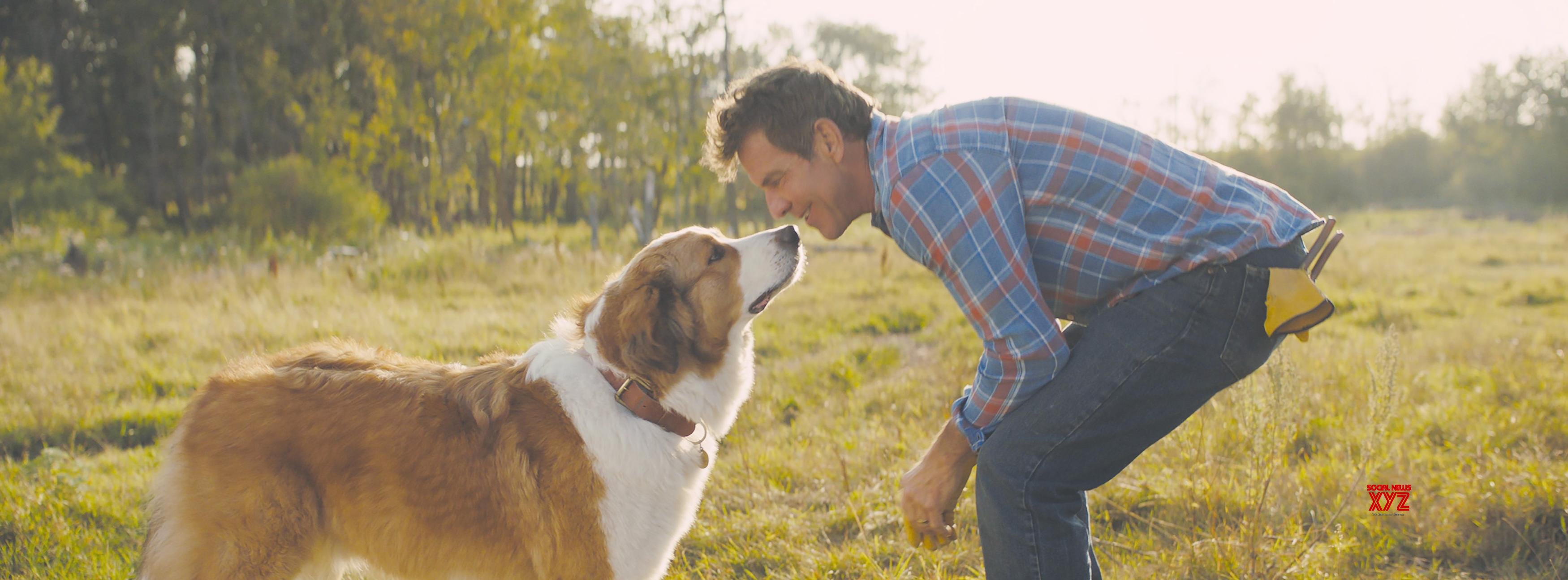 A Dog's Journey Movie HD Stills - Social News XYZ