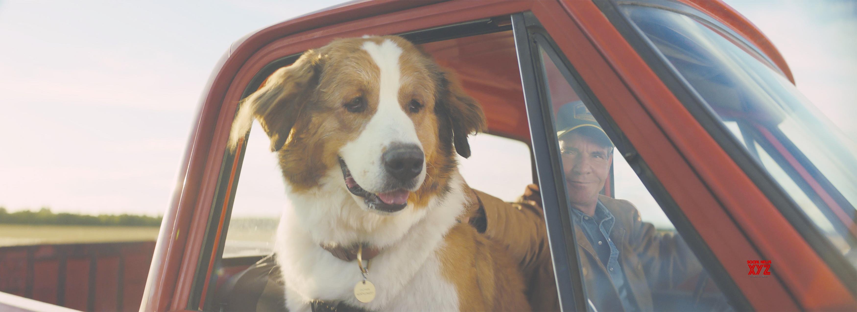 A Dog's Journey Movie HD Stills - Social News XYZ