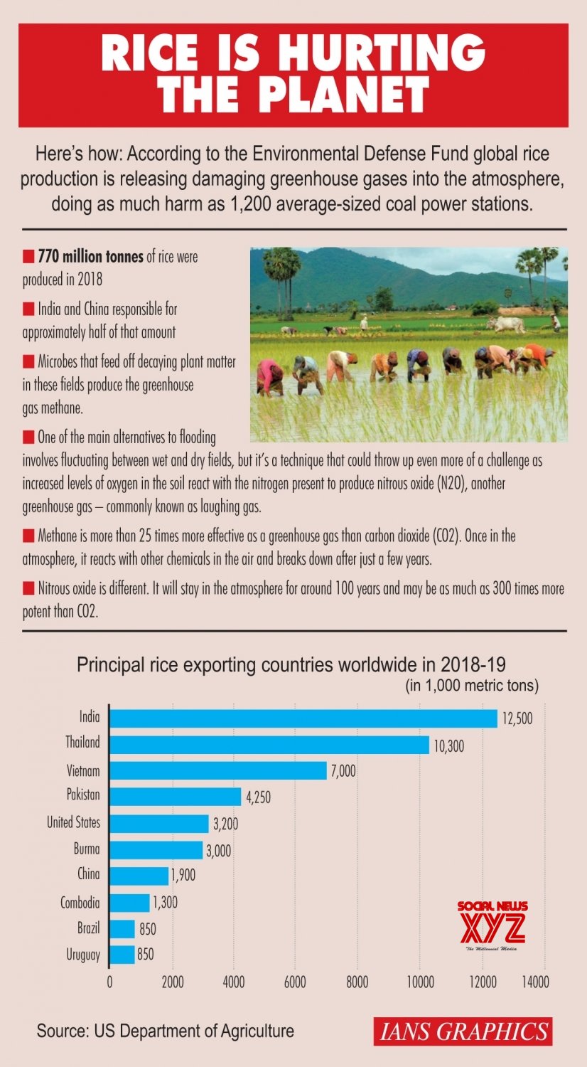 Infographics: Rice is hurting the planet #Gallery - Social News XYZ