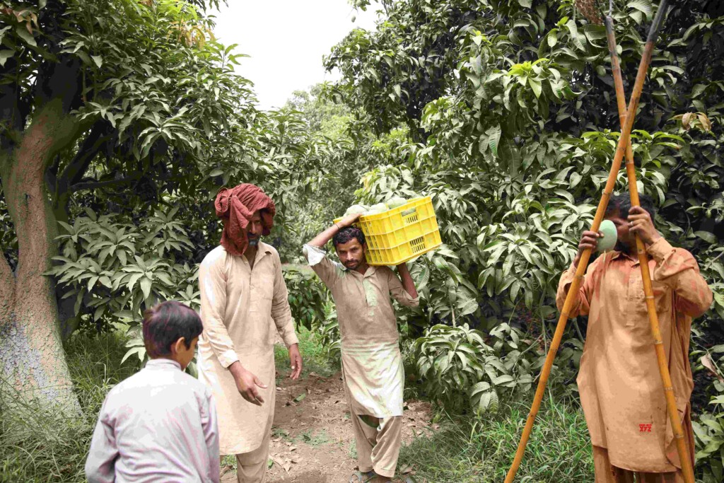 PAKISTAN - VEHARI - MANGO #Gallery - Social News XYZ