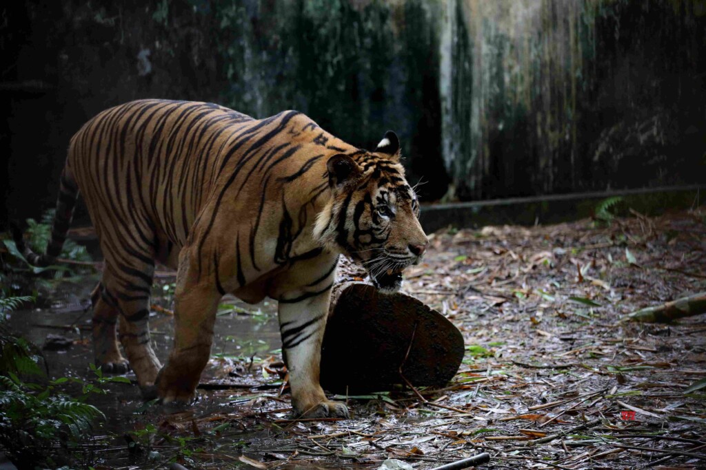 No sign of killer tiger in Karnataka's Bandipur forest - Social News XYZ