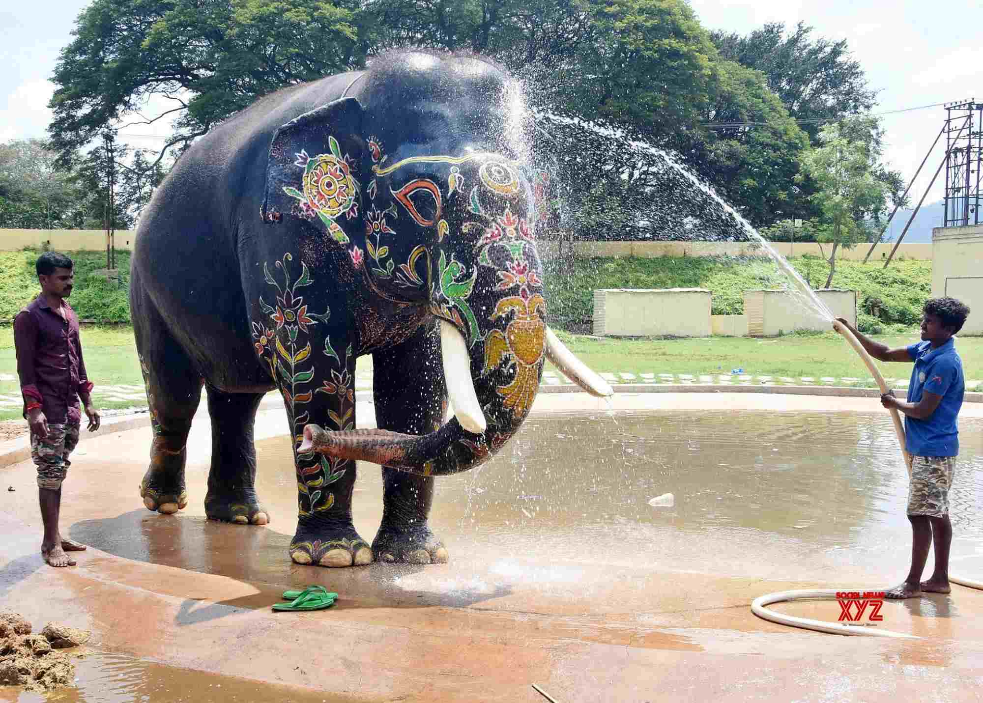 Mysuru: 'Golden Howdah' carrier Dasara elephant Arjuna #Gallery ...