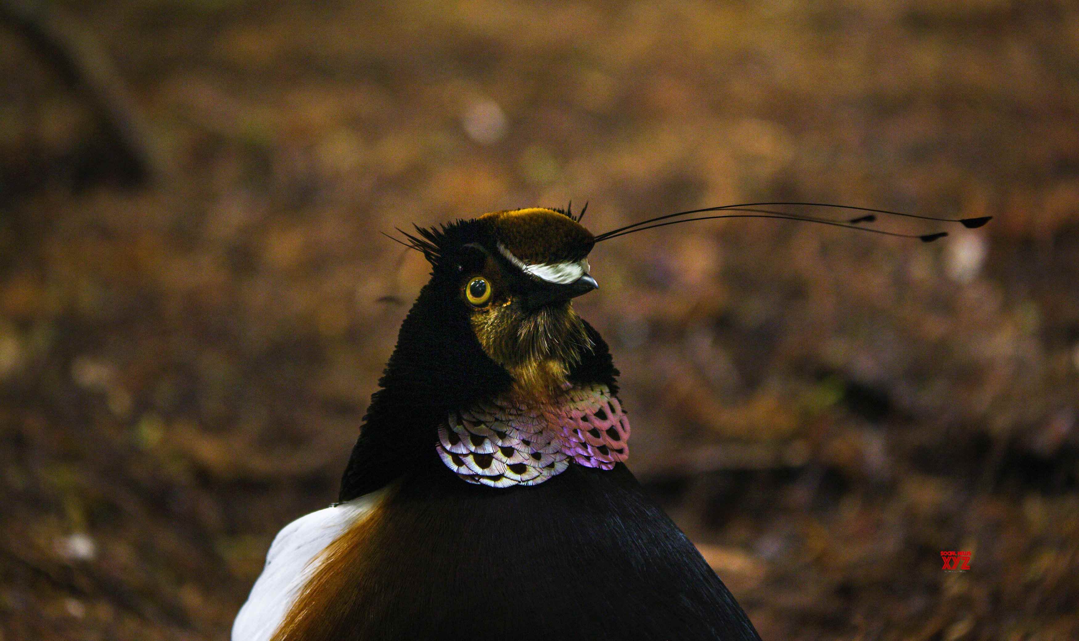 Dancing With The Birds Documentary HD Poster And Stills - Social News XYZ