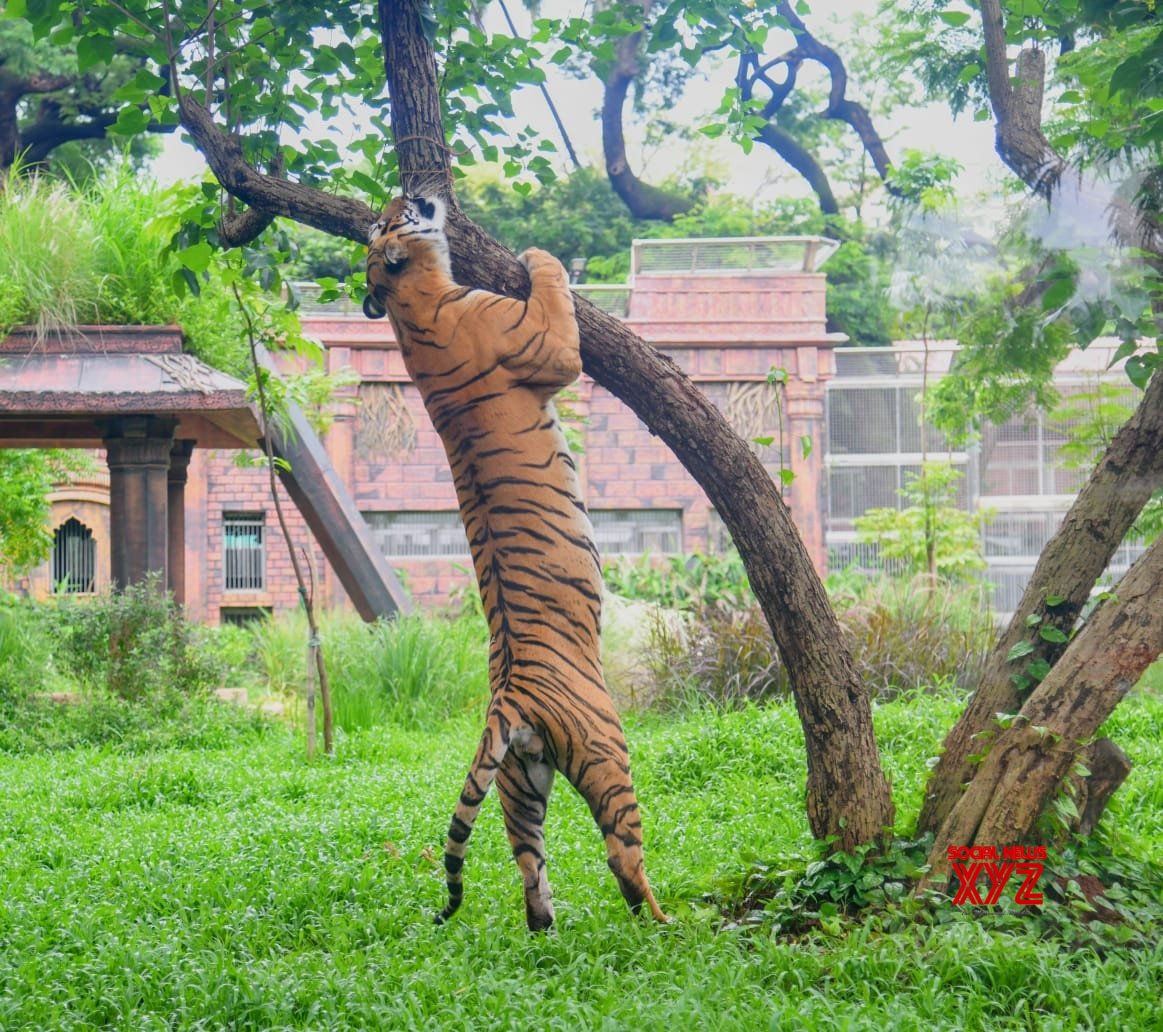 Mumbai: Tiger Shakti showing his antics at Mumbai Zoo #Gallery - Social ...