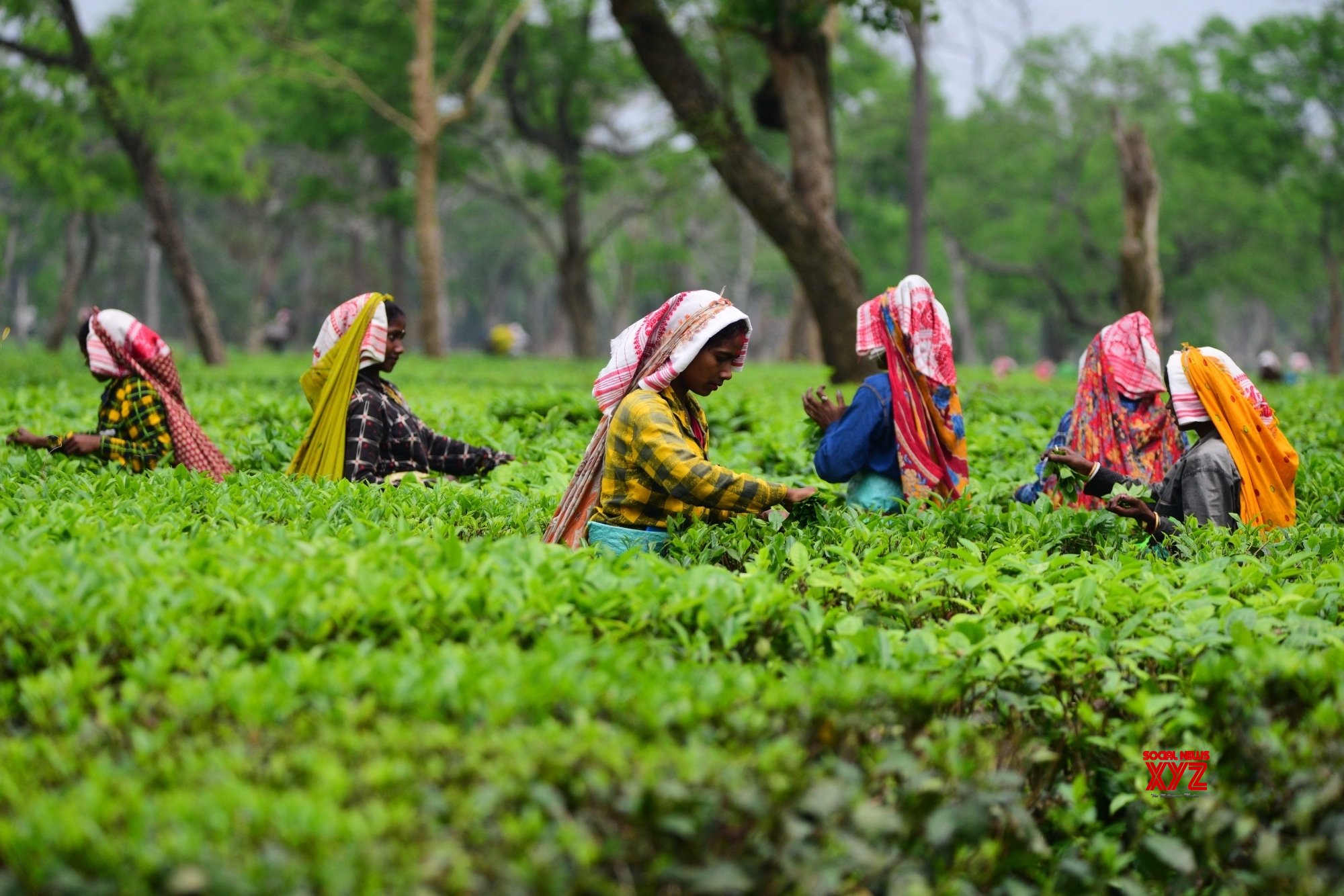 Nagaon: Tea - tribe workers pluck tea leaves at a tea garden #Gallery ...