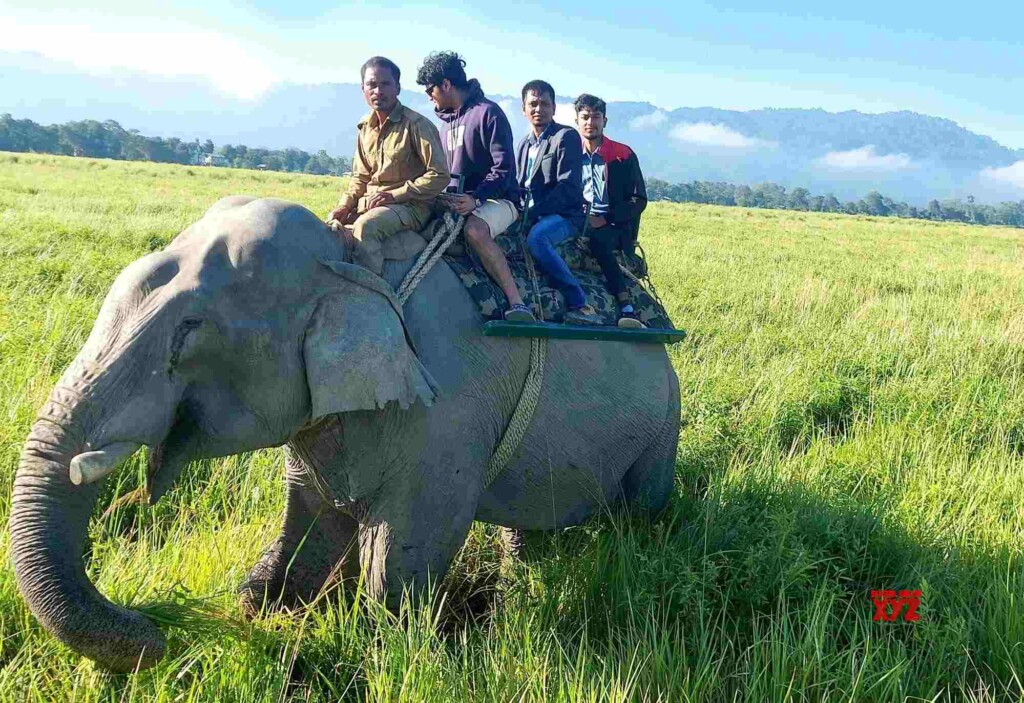 Golaghat: Tourists enjoy elephant ride inside Kohora range of Kaziranga ...