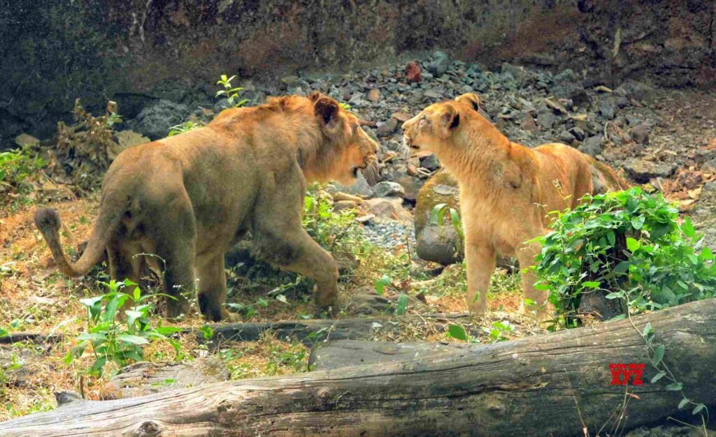 Mumbai: A pair of lions being released into the Lion Safari habitat at ...