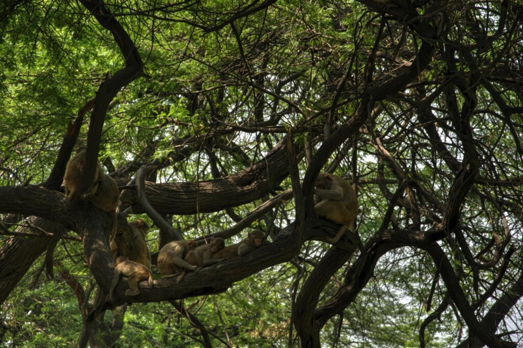 Delhi Ridge acts as a lung, supplying oxygen to city residents: SC ...