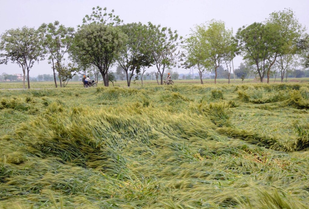 Crops over 3 lakh acres damaged in Andhra Pradesh - Social News XYZ