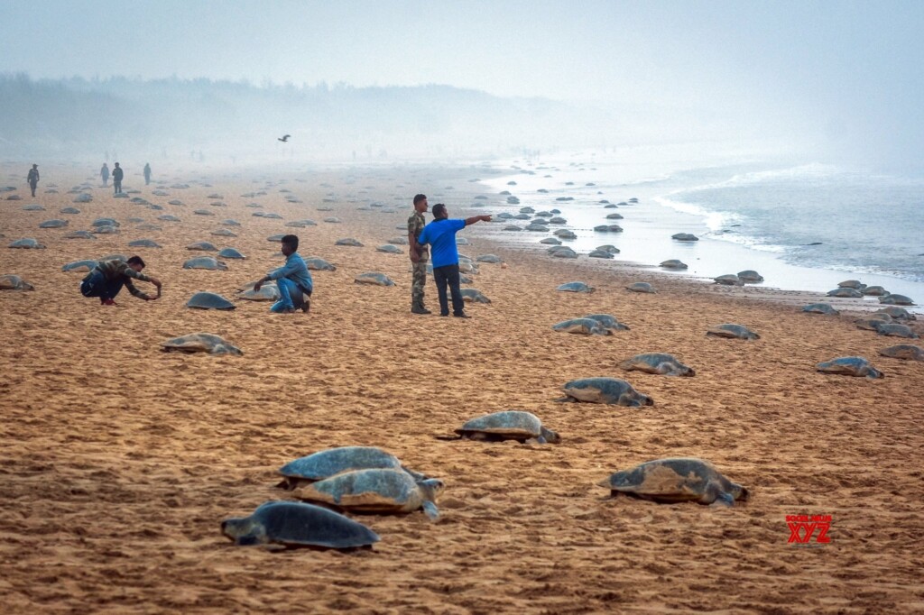 TN to form Marine Elite Force to protect Olive Ridley turtles - Social ...