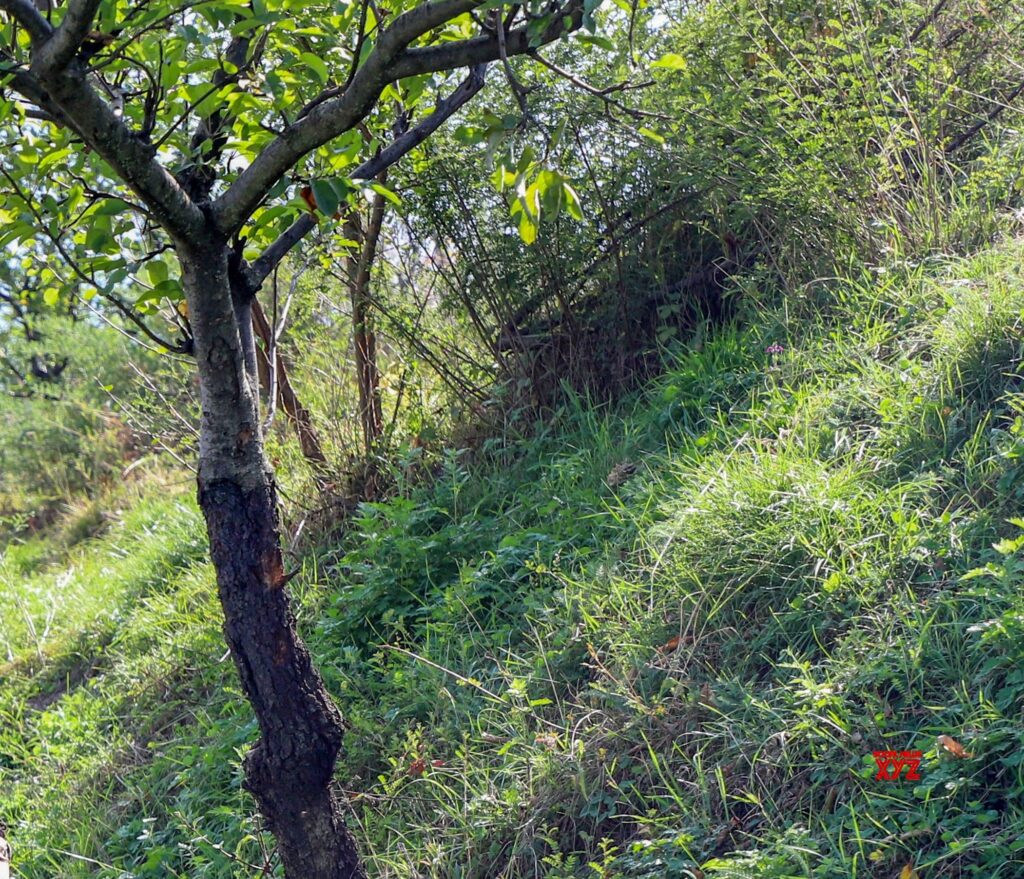 TN govt to deploy drones, ground robots to tackle forest fires - Social ...
