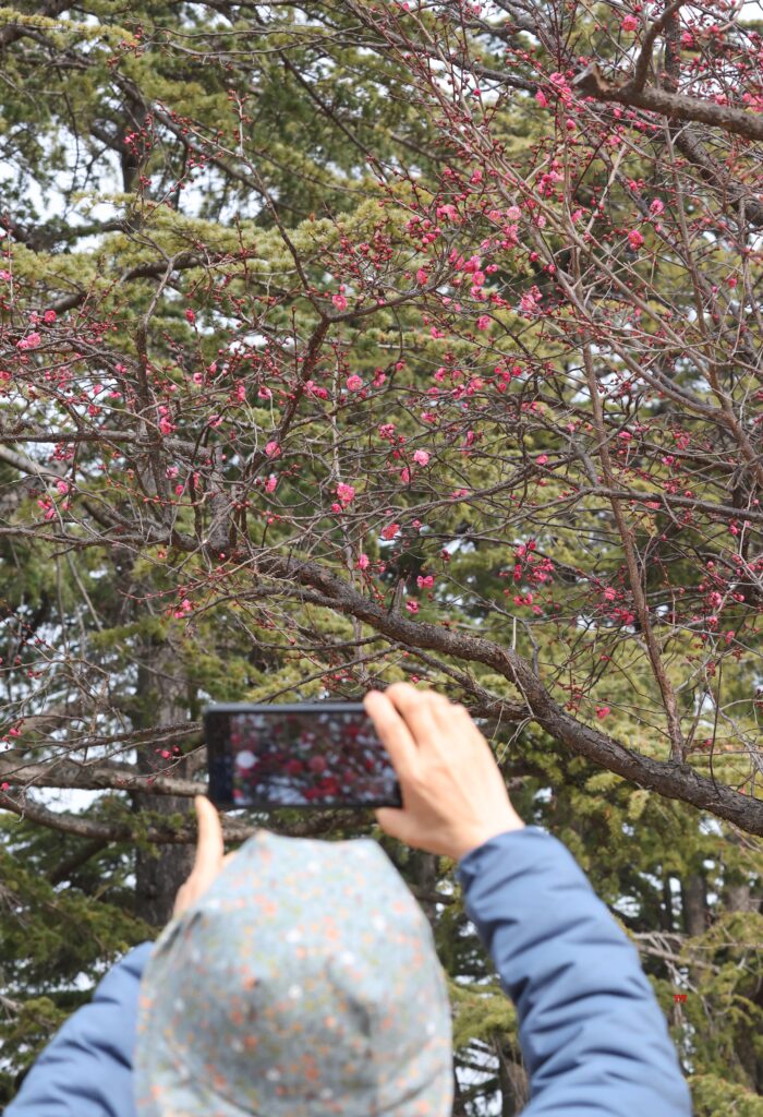 Plum flowers #Gallery - Social News XYZ