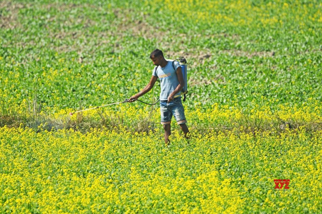 Area sown under rabi crop increases to 660.48 lakh hectares - Social ...
